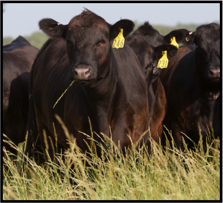 The Alliance for Grassland Renewal – Striving to eliminate toxic tall ...