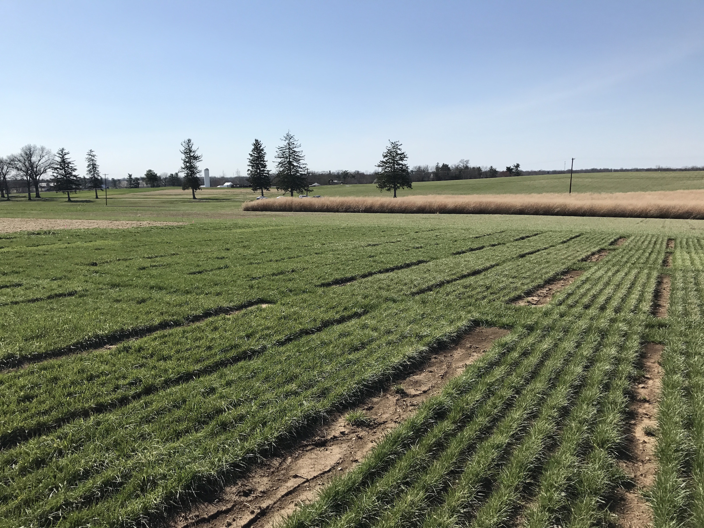 Research Highlight: Variability of Ergovaline and Total Ergot Alkaloid ...