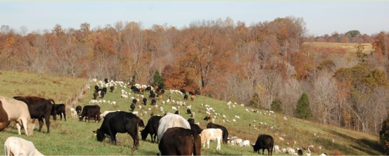 2021 Virginia Forage and Grassland Council Virtual Winter Forage ...