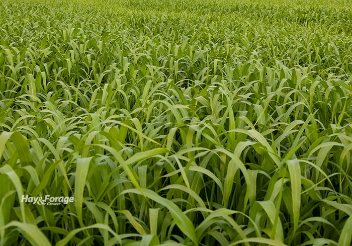 Summer annuals trump the slump – The Alliance for Grassland Renewal