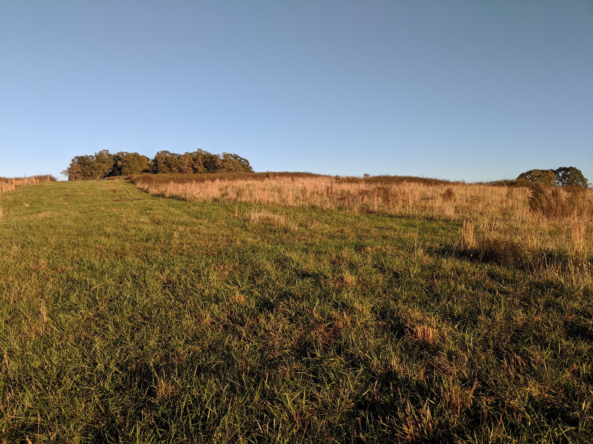 Economics of Tall Fescue Pasture Renovation – The Alliance for ...