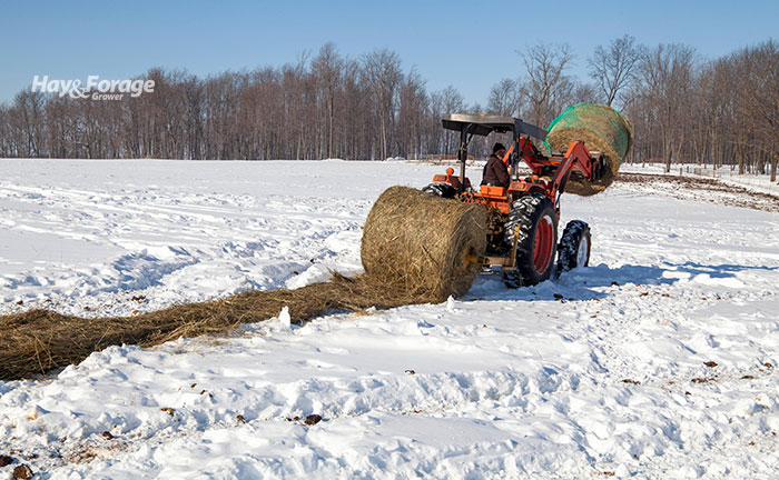Pick a winter feed area with care – The Alliance for Grassland Renewal