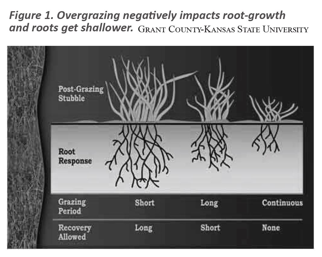 Making your ranch drought proof – The Alliance for Grassland Renewal