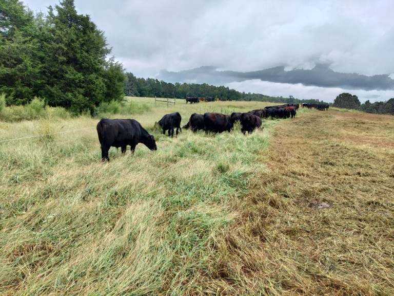 Frontal Grazing is a Key Grazing Management Technique – The Alliance ...