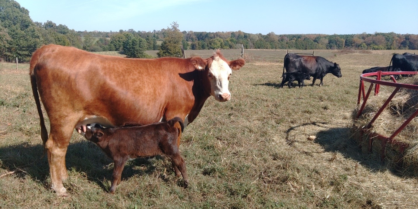 Triple Creek Journal: What to do when the tall fescue stands finally ...