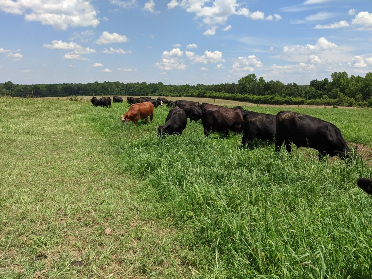 Adaptive Management is Key to Grazing Success – The Alliance for ...