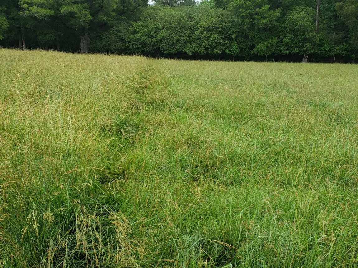 Treatment of Tall Fescue pasture with Chaparral© Herbicide in the boot ...