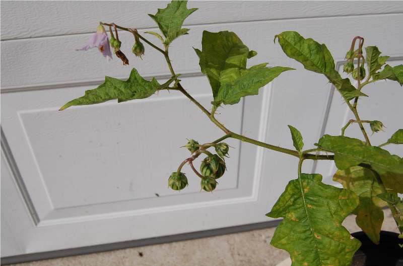 Triple Creek Journal: Three plants to keep an eye on – The Alliance for ...