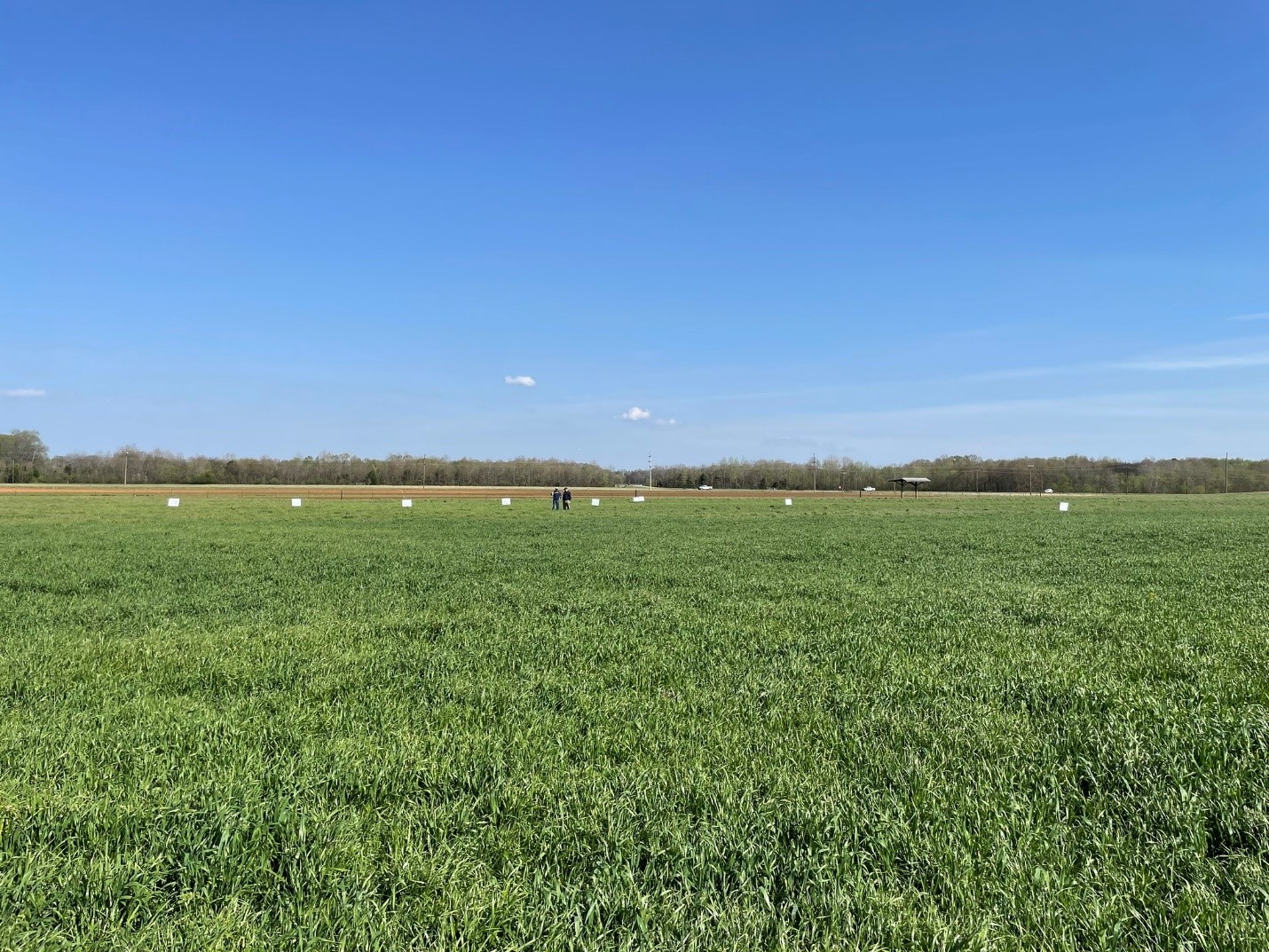 Managing Volunteer Annual Ryegrass in a Newly Established Tall Fescue ...