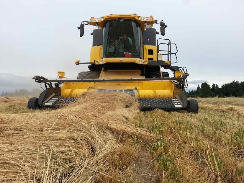 The Novel Endophyte Tall Fescue Seed Crop is Looking Good. Order yours ...