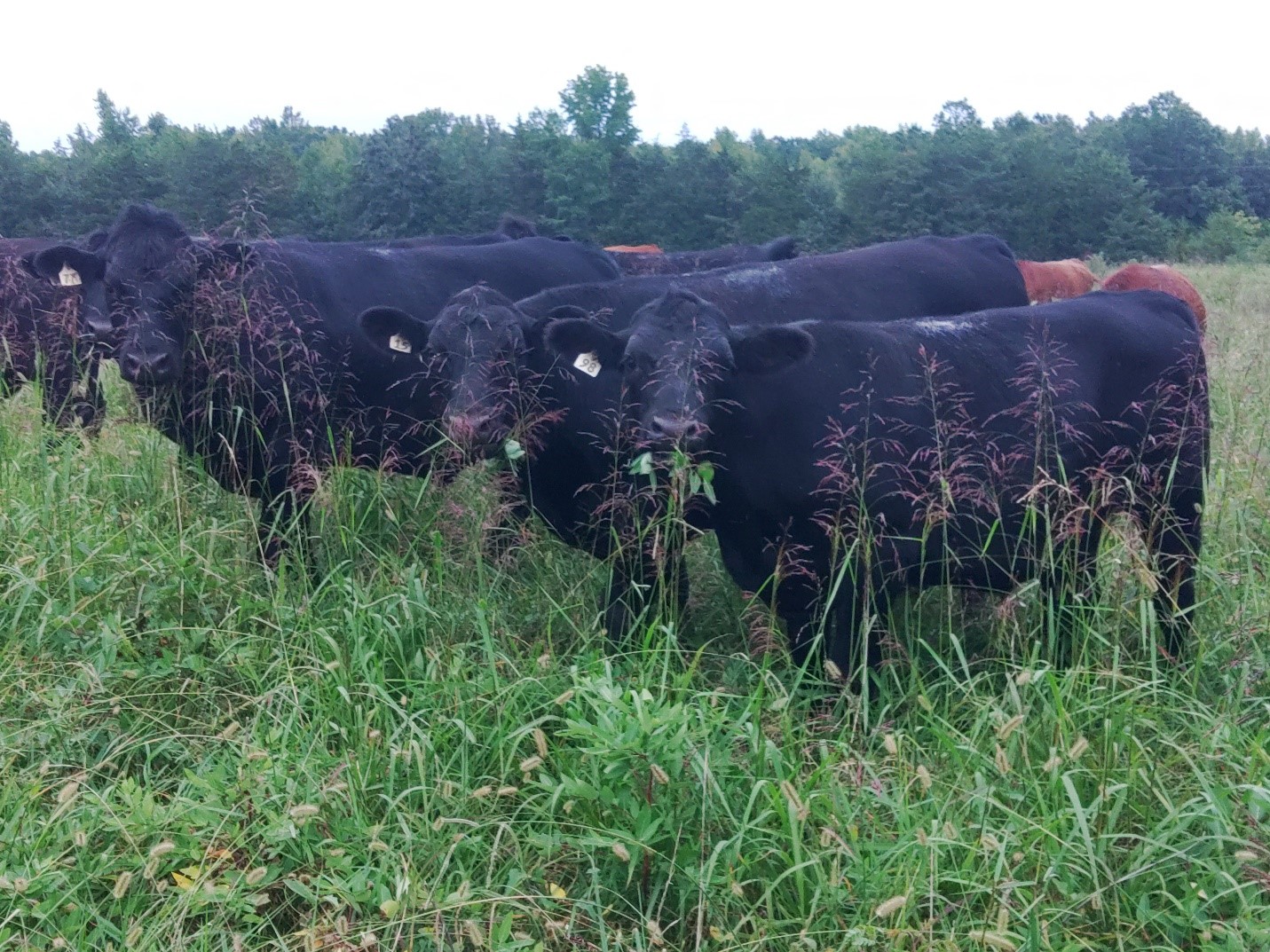 Immerse Yourself in the Pasture Ecology – The Alliance for Grassland ...