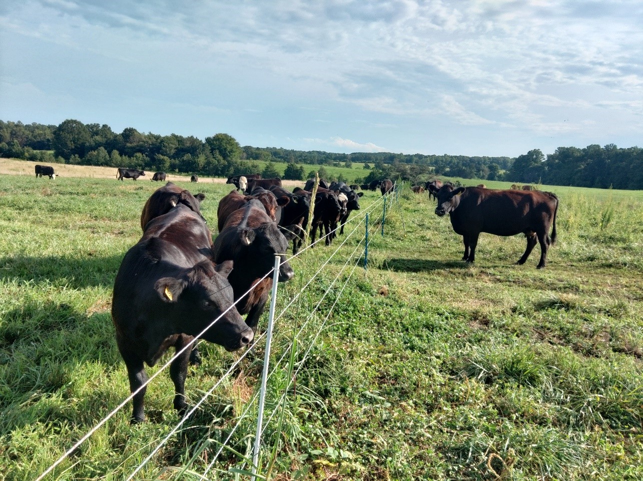 Triple Creek Journal: What an Exciting Time! – The Alliance for ...