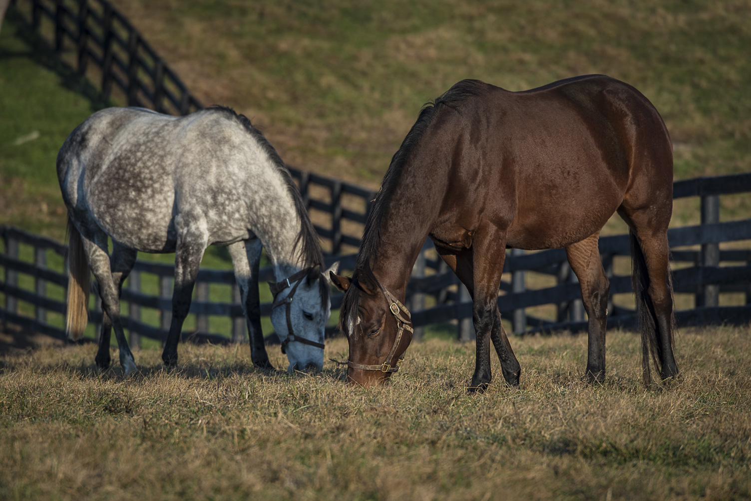 UK researchers warn that recent weather could be problematic for mares ...