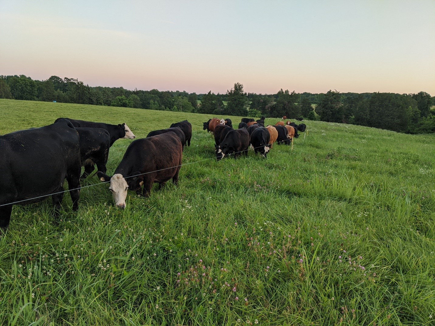 A New Year for Regenerative Agriculture – The Alliance for Grassland ...