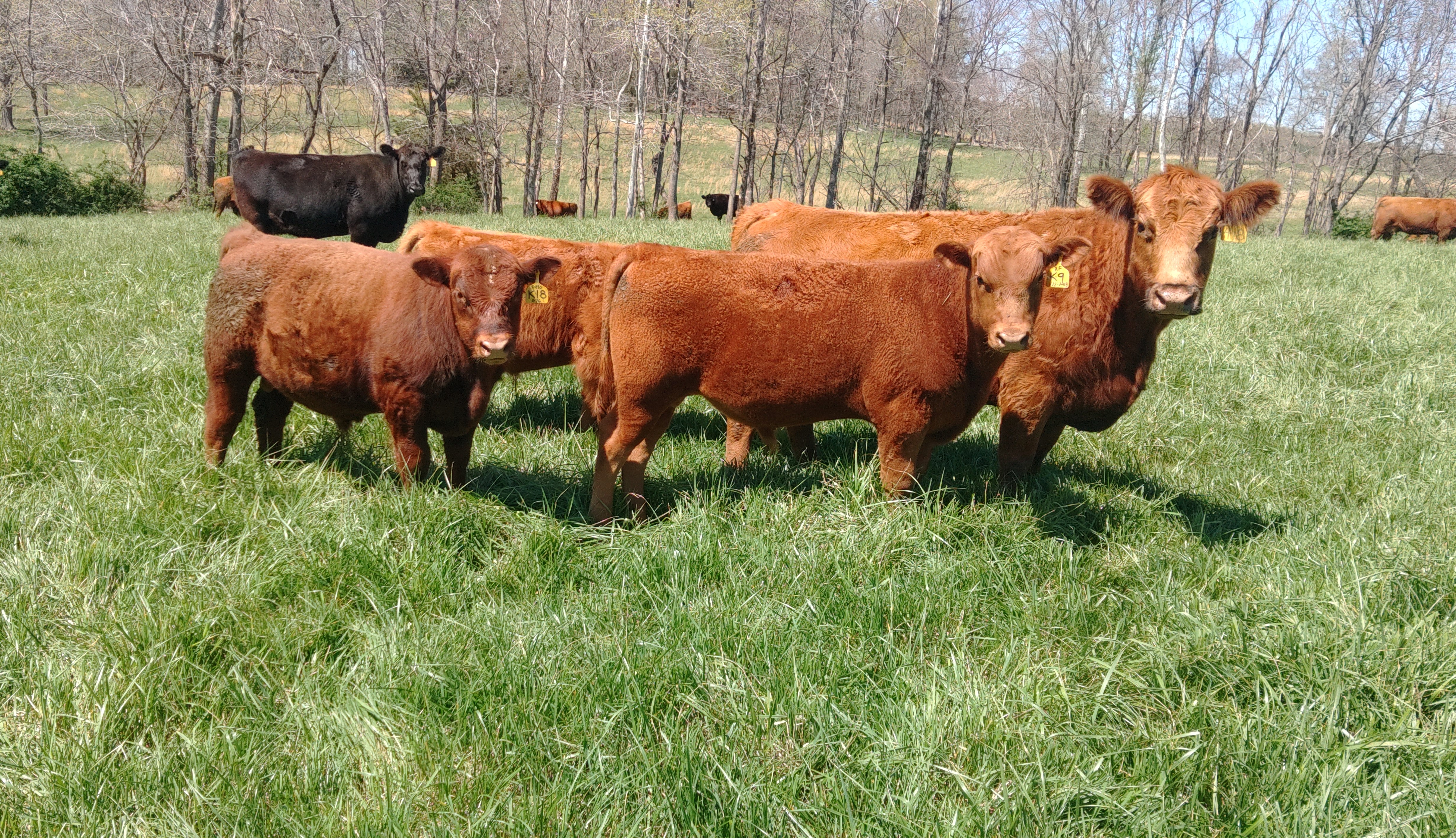 Assess your pastures to guide renovation – The Alliance for Grassland ...