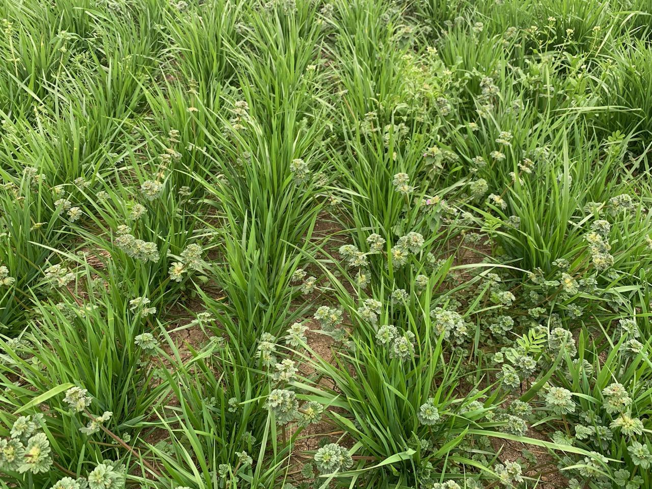 March 2024 Timely Tips – The Alliance for Grassland Renewal