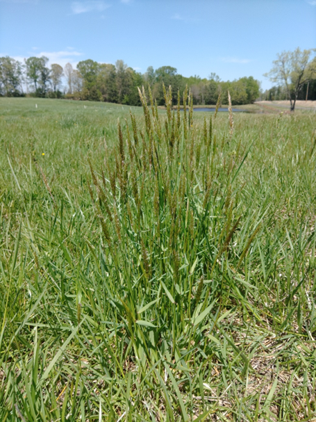 Be aware of Sweet Vernal Grass in your tall fescue pastures – The ...