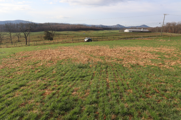 Tall fescue establishment in a drought – The Alliance for Grassland Renewal