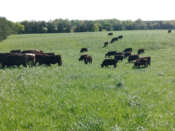 Timely Tips: April – The Alliance for Grassland Renewal