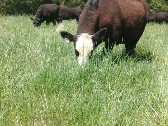 Triple Creek Journal, April 15, 2024 – The Alliance for Grassland Renewal