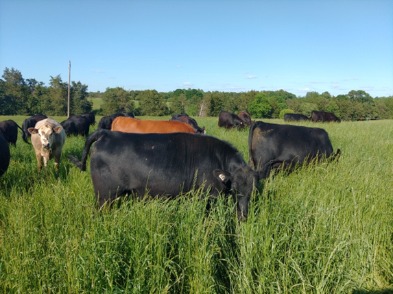 Triple Creek Journal: Smoothing the transition from Spring to Summer ...