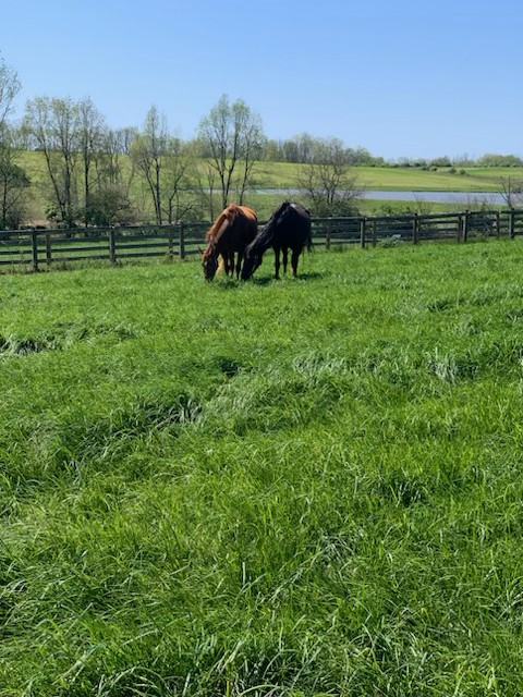 The Estancia Journey: From Production Field to Kentucky Horse Pasture ...