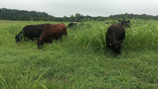 TCJ: What should we call our grazing system? – The Alliance for ...