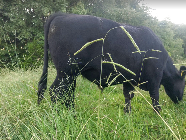 Triple Creek Journal: Learning to Live with Dallisgrass – The Alliance ...