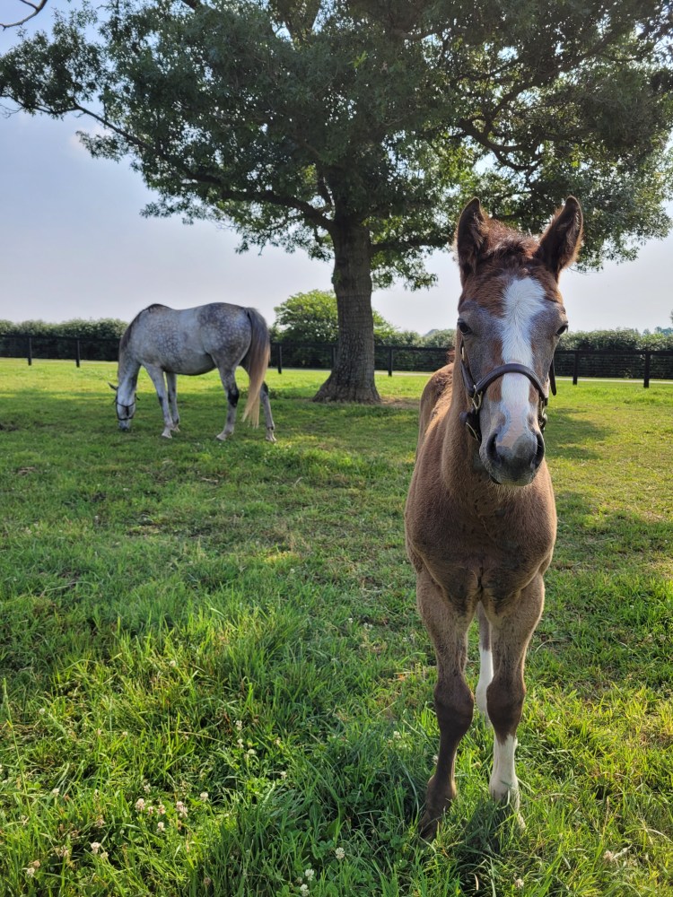 Events – The Alliance for Grassland Renewal