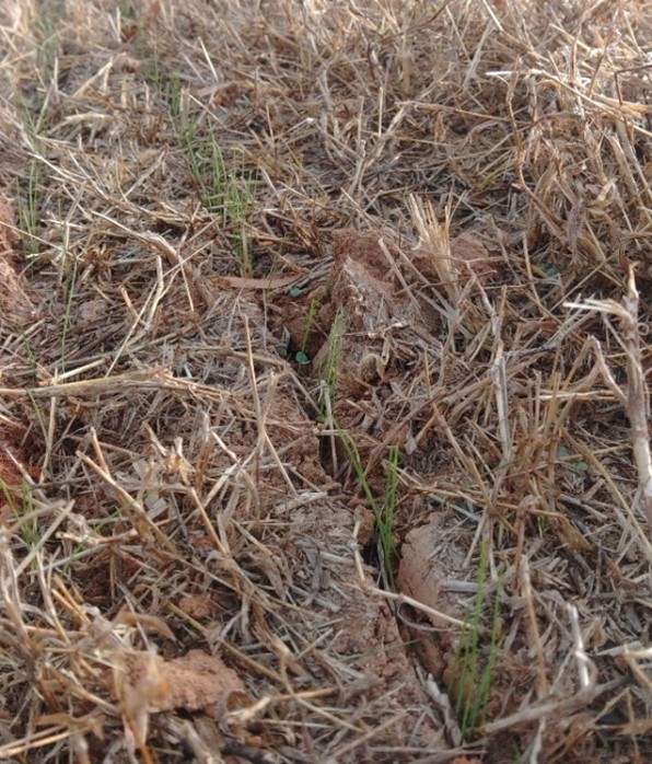 Timely Tips: November 2024 – The Alliance for Grassland Renewal