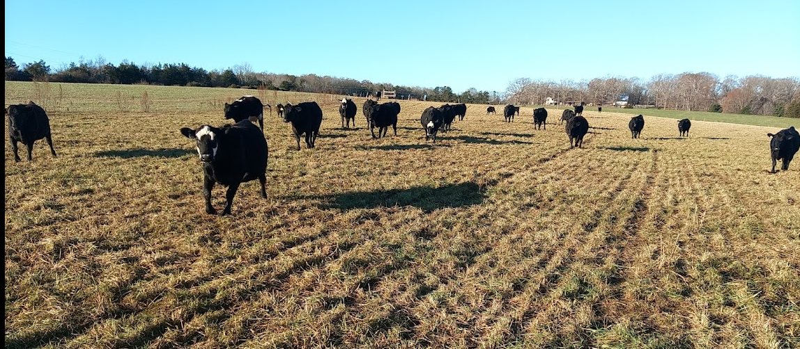 Timely Tips: January 2025 – The Alliance for Grassland Renewal