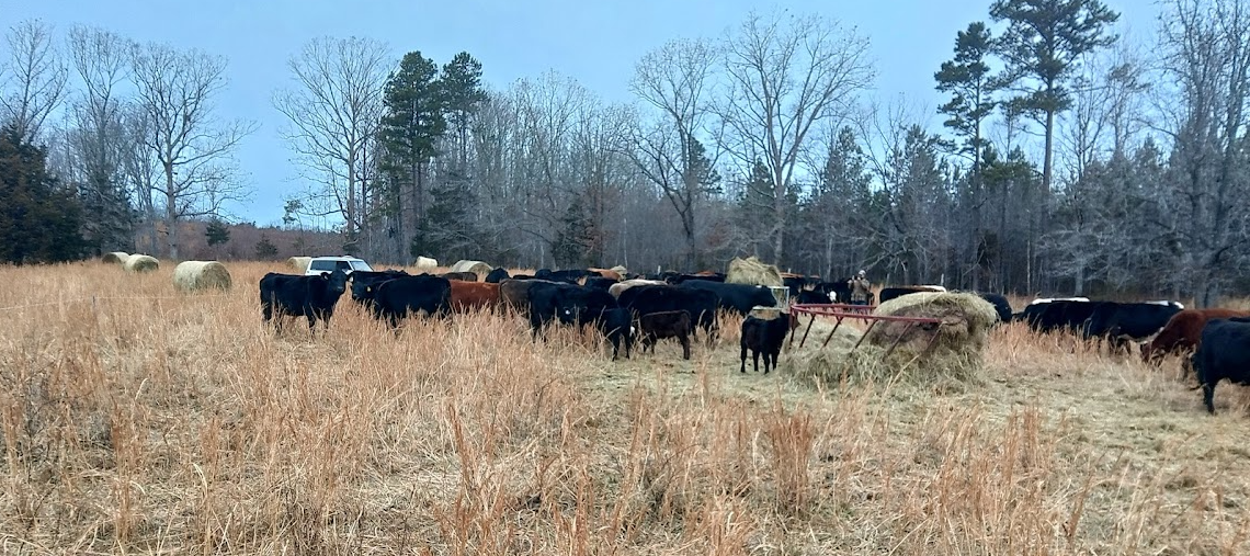 Triple Creek Journal: Winter Feeding in Full Swing – The Alliance for ...