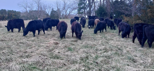 Triple Creek Journal, March 2025. Another cycle complete! – The ...