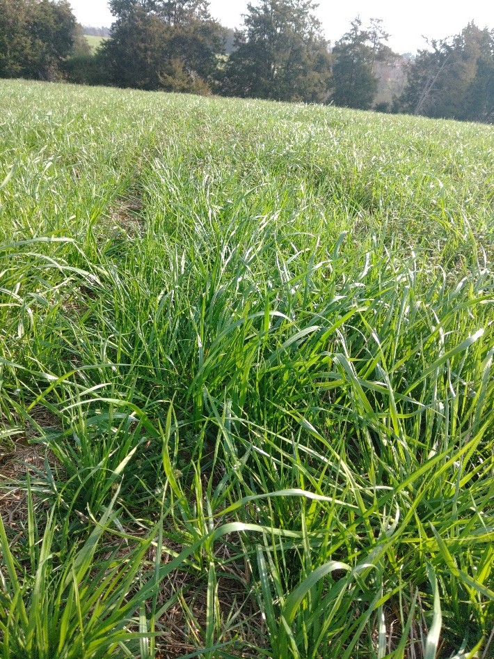 March 2025 Timely Tips – The Alliance for Grassland Renewal