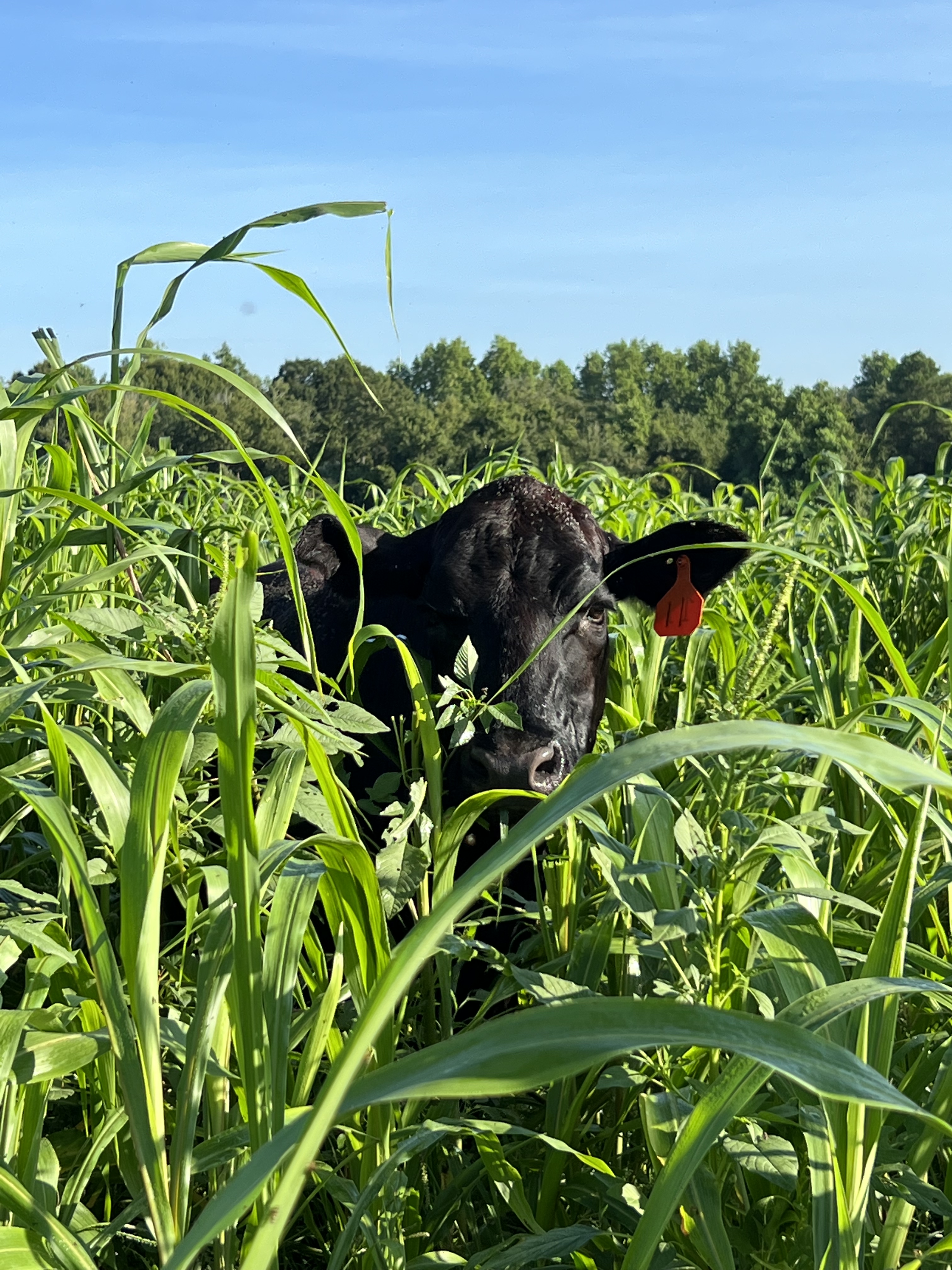 Effectively using Summer Annual Grasses – The Alliance for Grassland ...
