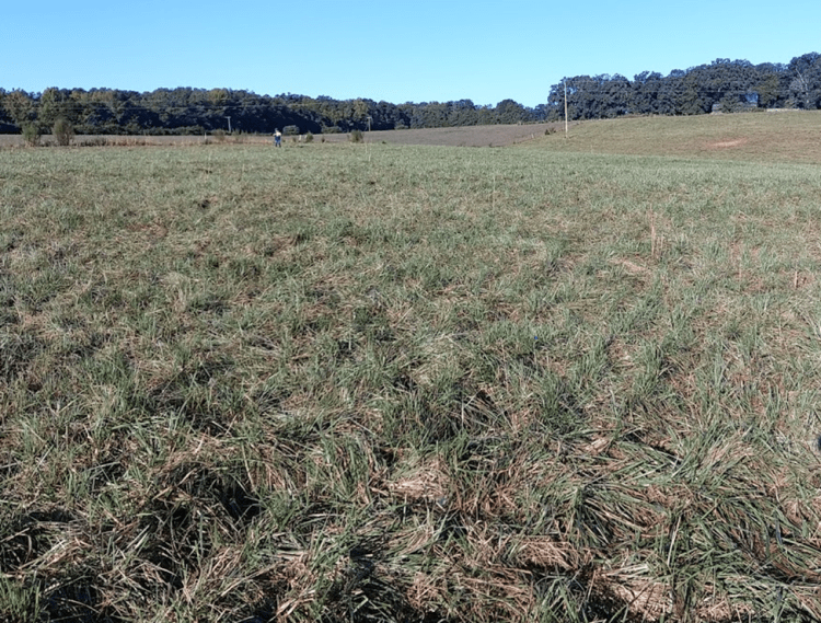 September Tall Fescue Pasture Renovation Tips. – The Alliance for ...