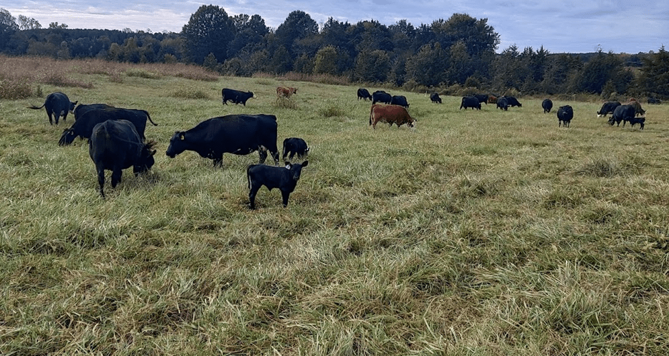 Triple Creek Journal: October 2025. Let the Calving Begin! – The ...